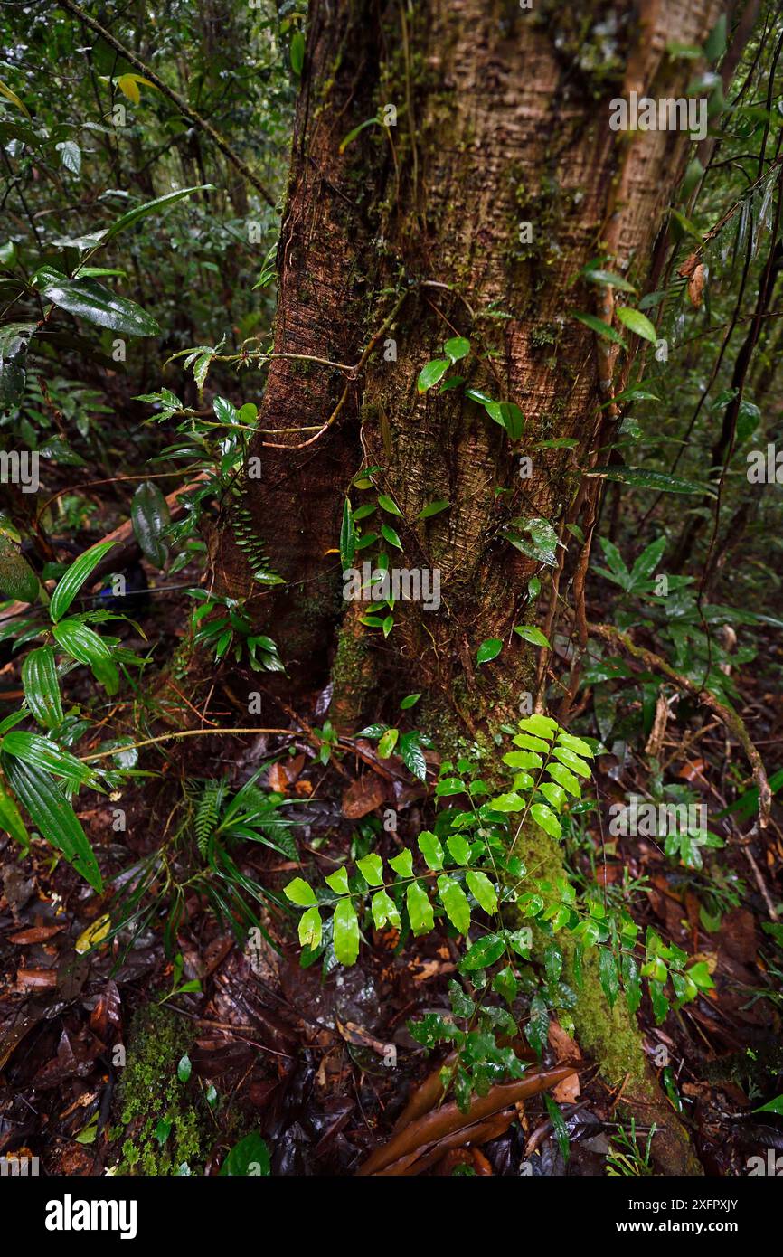 Montane rainforest plants and trees, near FakFak, Mainland New Guinea ...