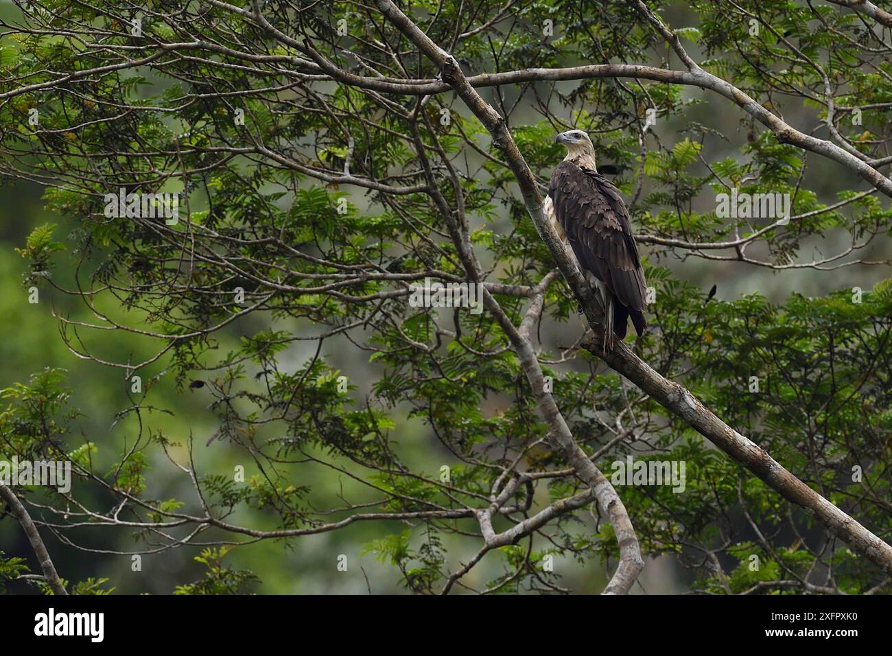 Young White-bellied sea eagle (Haliaeetus leucogaster), Steaming ...