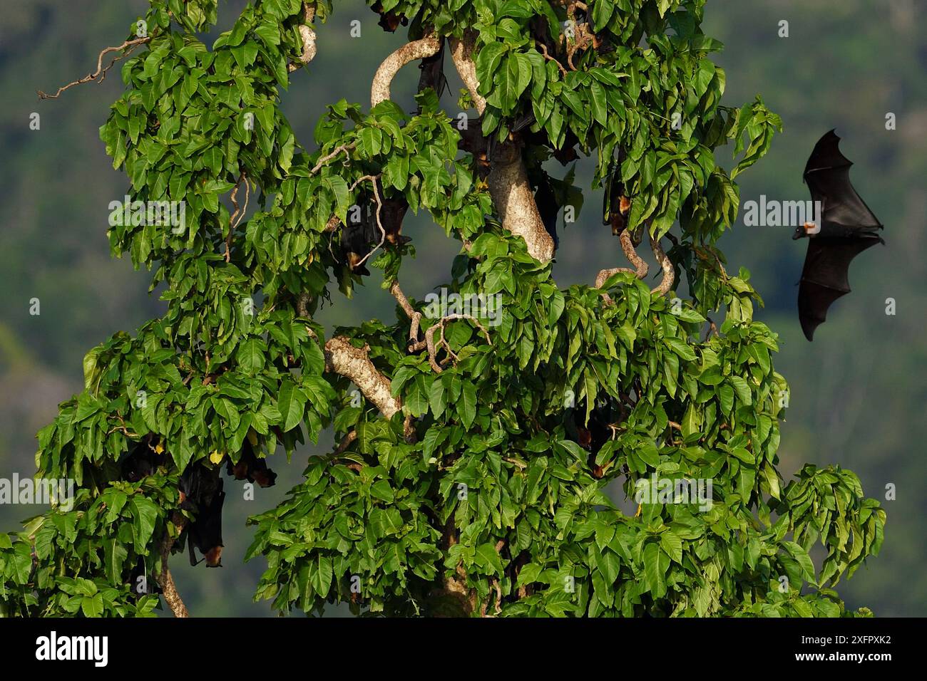 Flying fox colony (Pteropus sp) In the lowland rainforest, Kumawa ...