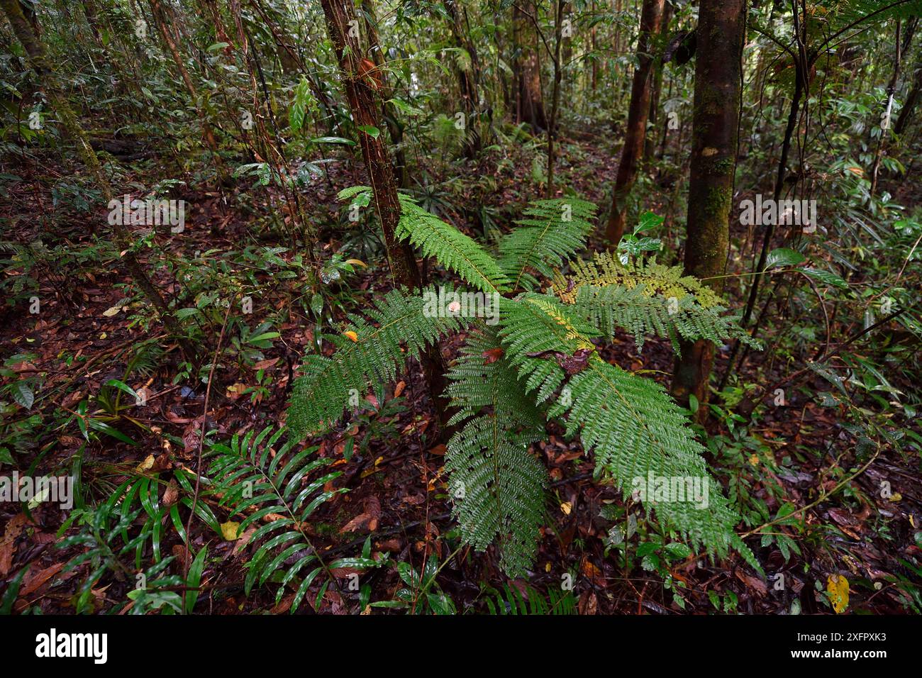 Montane rainforest plants and trees, near FakFak, Mainland New Guinea ...