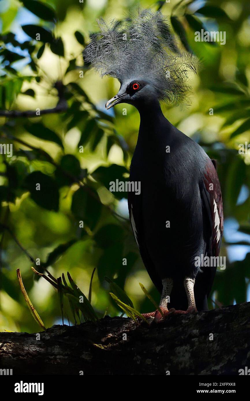 Western crowned pigeon, (Goura cristata), Aiduma Island, Triton Bay ...