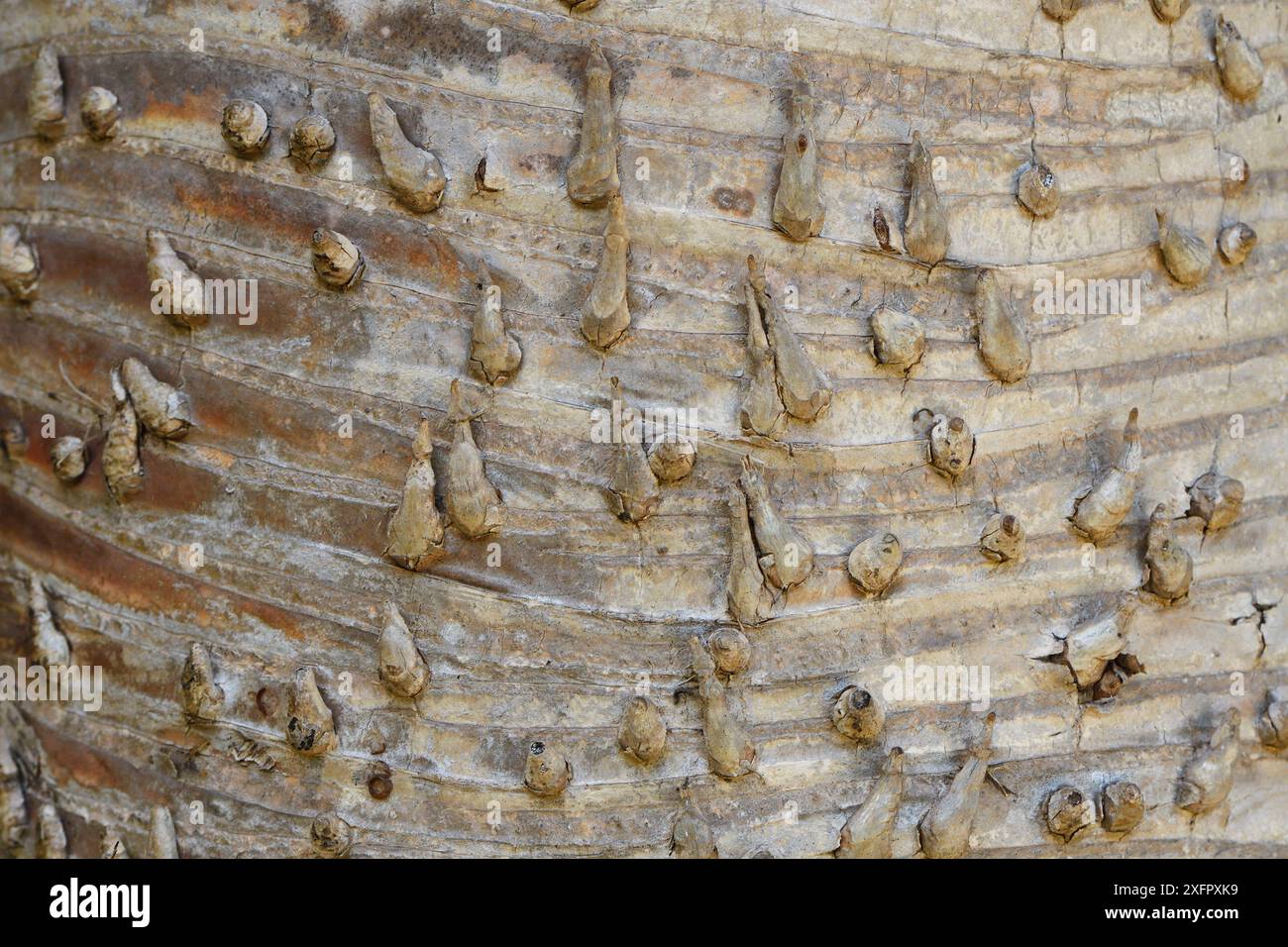 Tree bark of a Pandanus sp. tree, Misool Island, Raja Ampat, Western ...