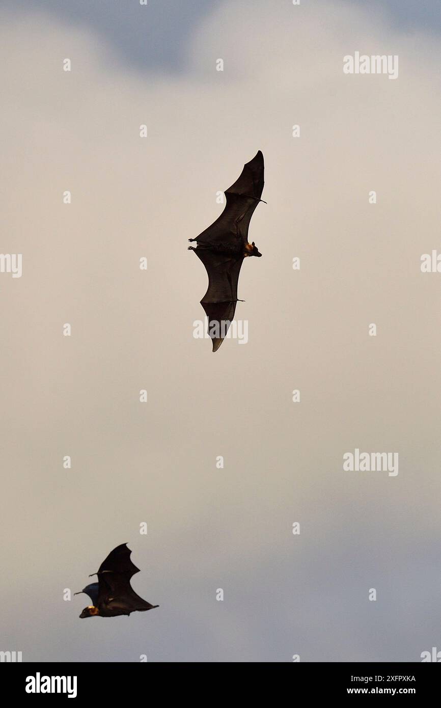Flying fox c (Pteropus sp) in flight over lowland rainforest, Kumawa ...