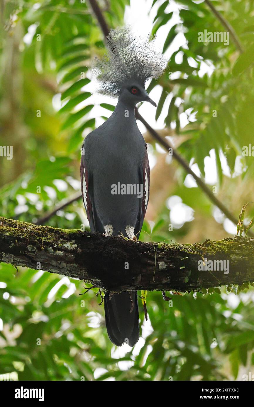 Western crowned pigeon, (Goura cristata), Aiduma Island, Triton Bay ...