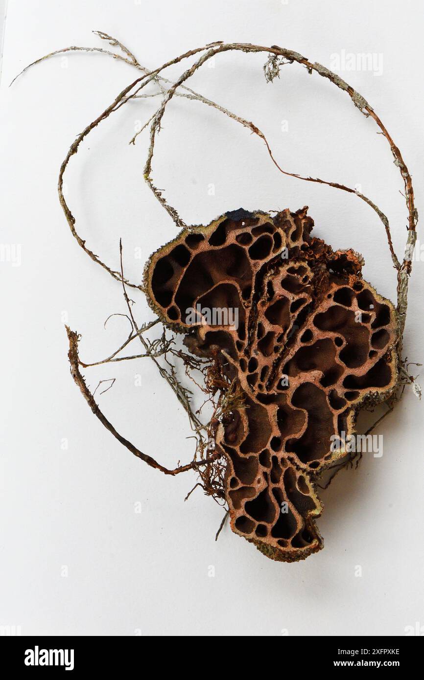 Interior of an ant plant, Myrmecophyte, that lives in a mutualistic ...