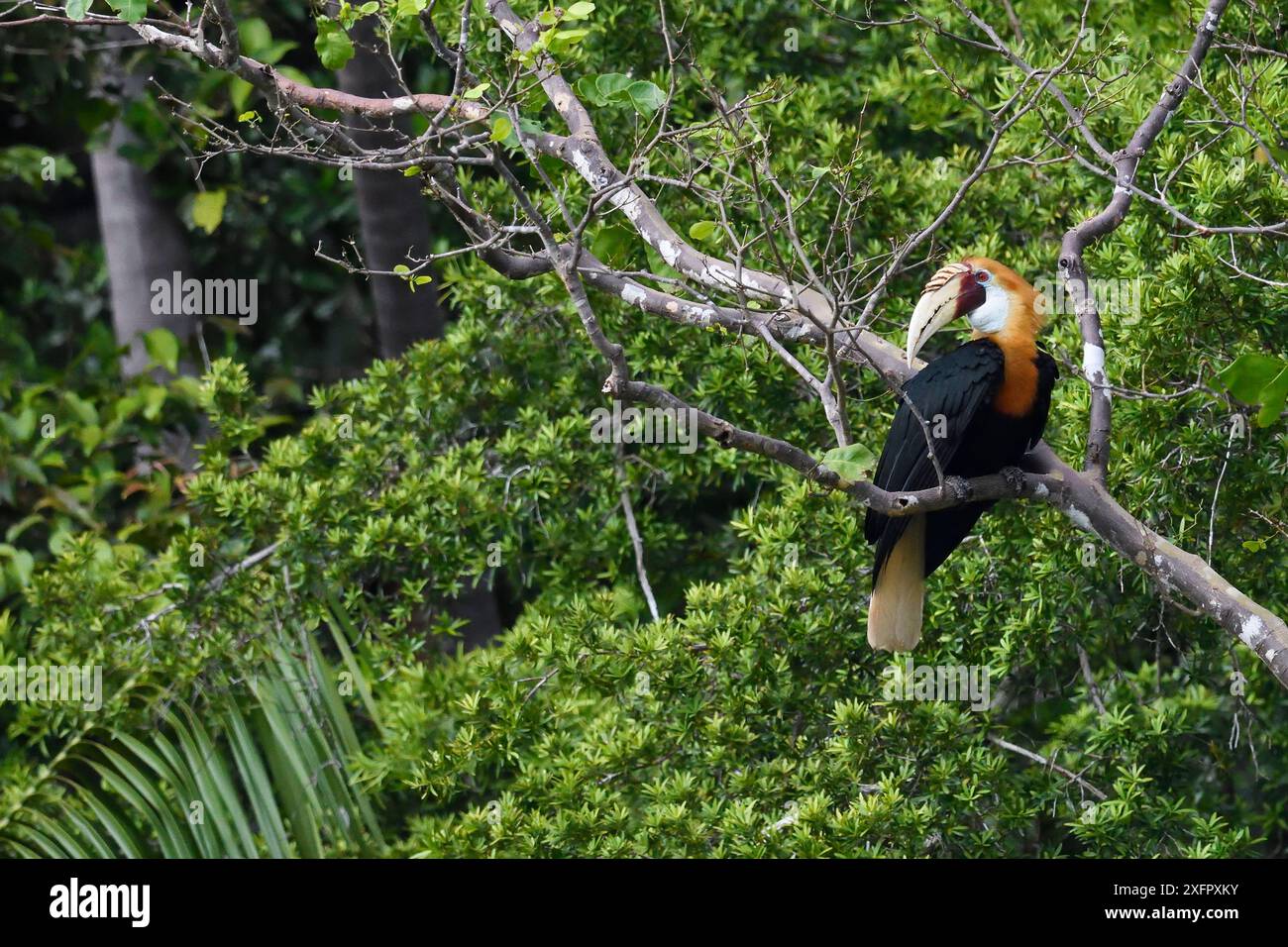 Papuan / Blyth's hornbill (Rhyticeros plicatus) in tree, Triton Bay ...