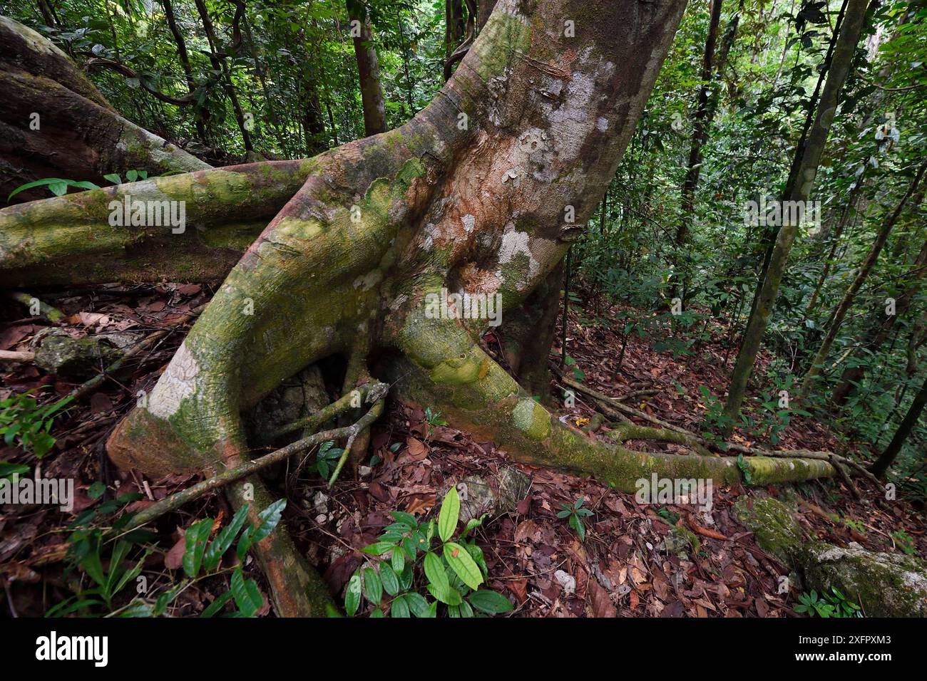 Triton Bay rainforest trees and roots, Mainland New Guinea, Western ...