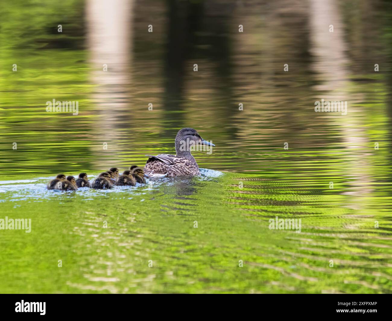 Mallard female duck whit ducklings swims on a lake Stock Photo - Alamy