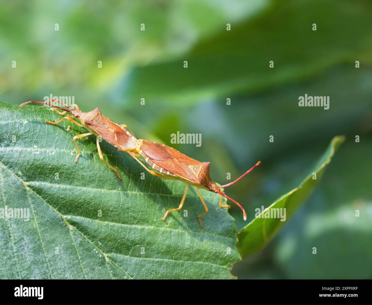 Beetle habitat display hi-res stock photography and images - Alamy