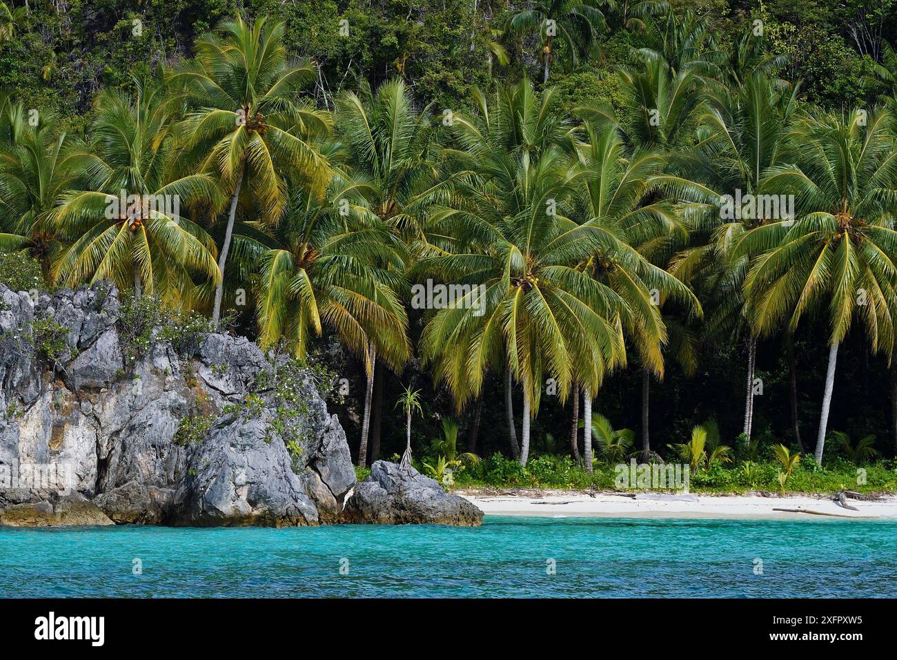 Coconut palm trees (Cocos nucifera) growing along coast by sea, Triton ...