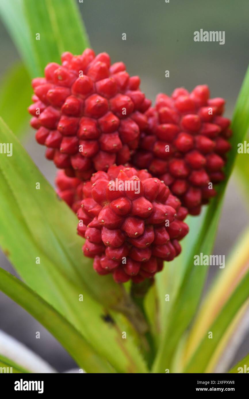 Pandanus palm fruit, lowland rainforest, Karawawi River, Kumawa ...