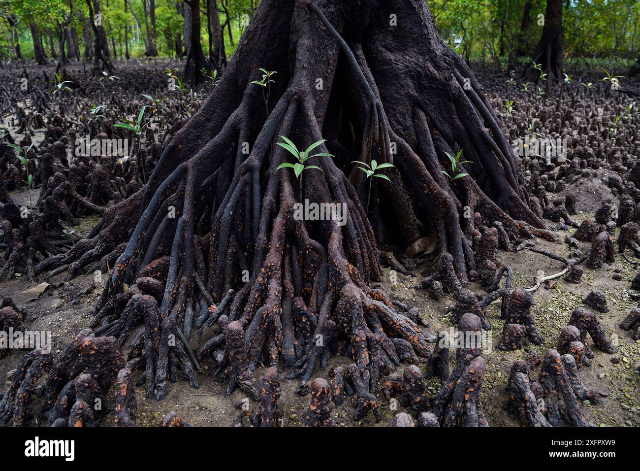 Lowland rainforest mangroves trees at low tide, Karawawi River, Kumawa ...