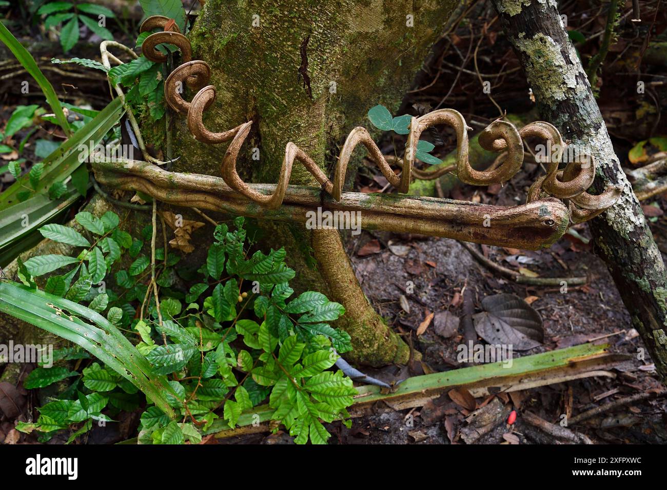Spiral vine / liana, Lowland rainforest, near Kap Araide, Kumawa ...