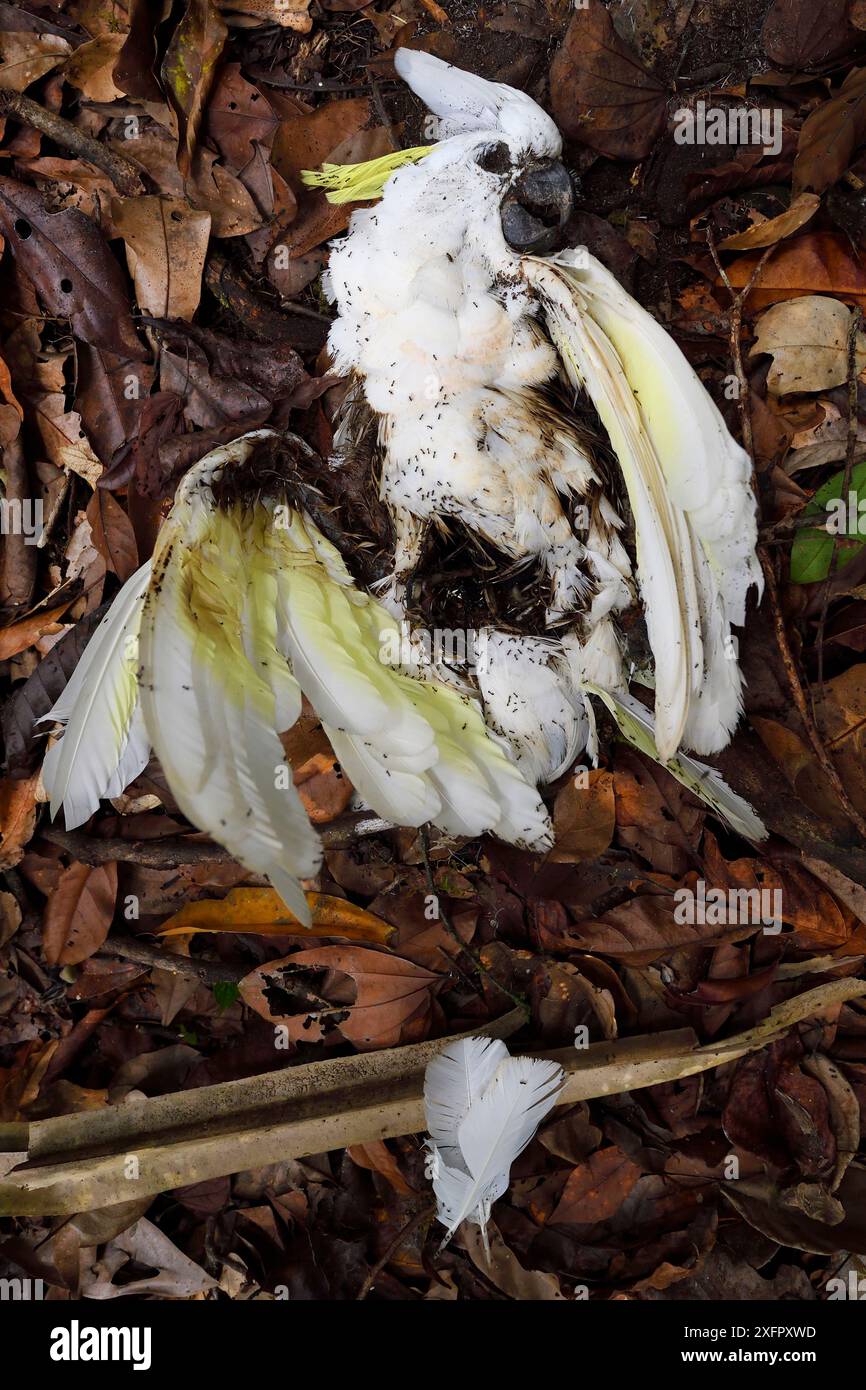 Dead Sulphur-crested cockatoo (Cacatua galerita) with ants crawling all ...
