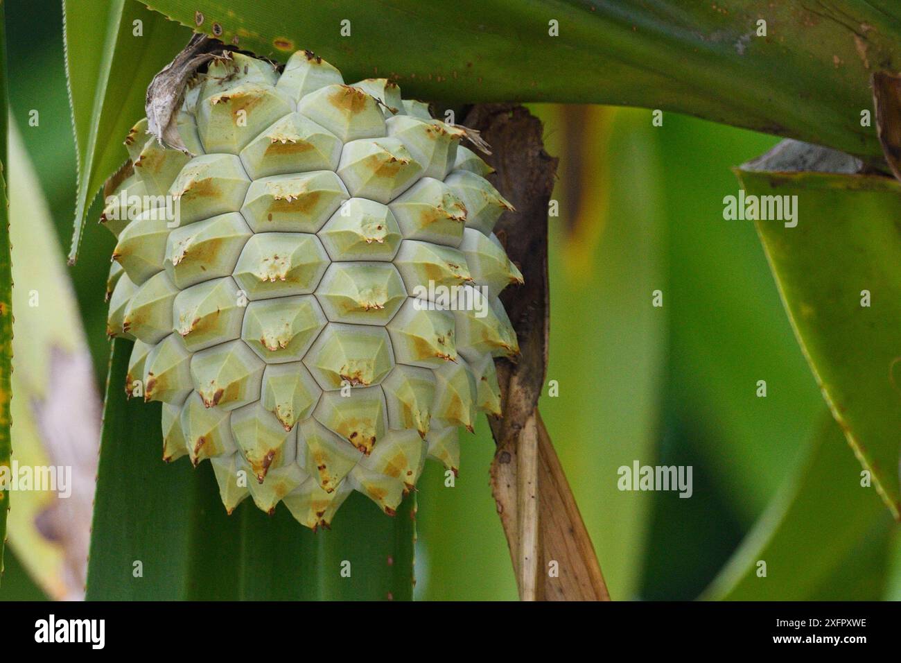 Palm tree fruit (Pandanus) lowland rainforest, Karawawi River, Kumawa ...