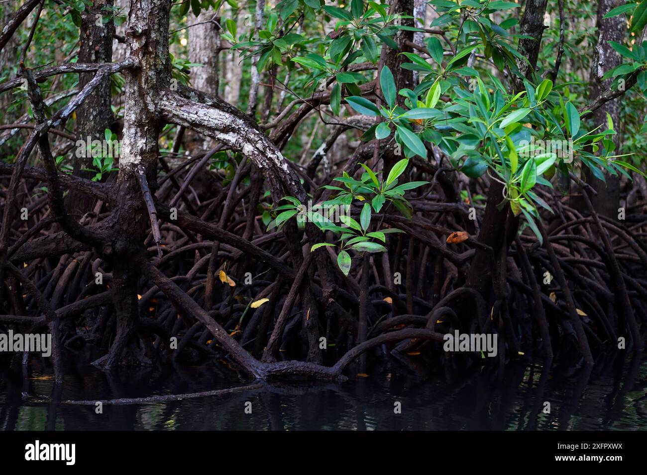 Red Mangrove (Rhizophora mangle) forest in Batenta Island, Raja Ampat ...