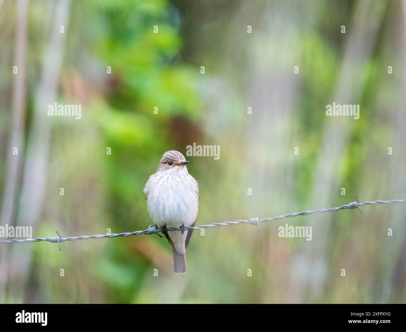Small bird on a wire Stock Photo - Alamy