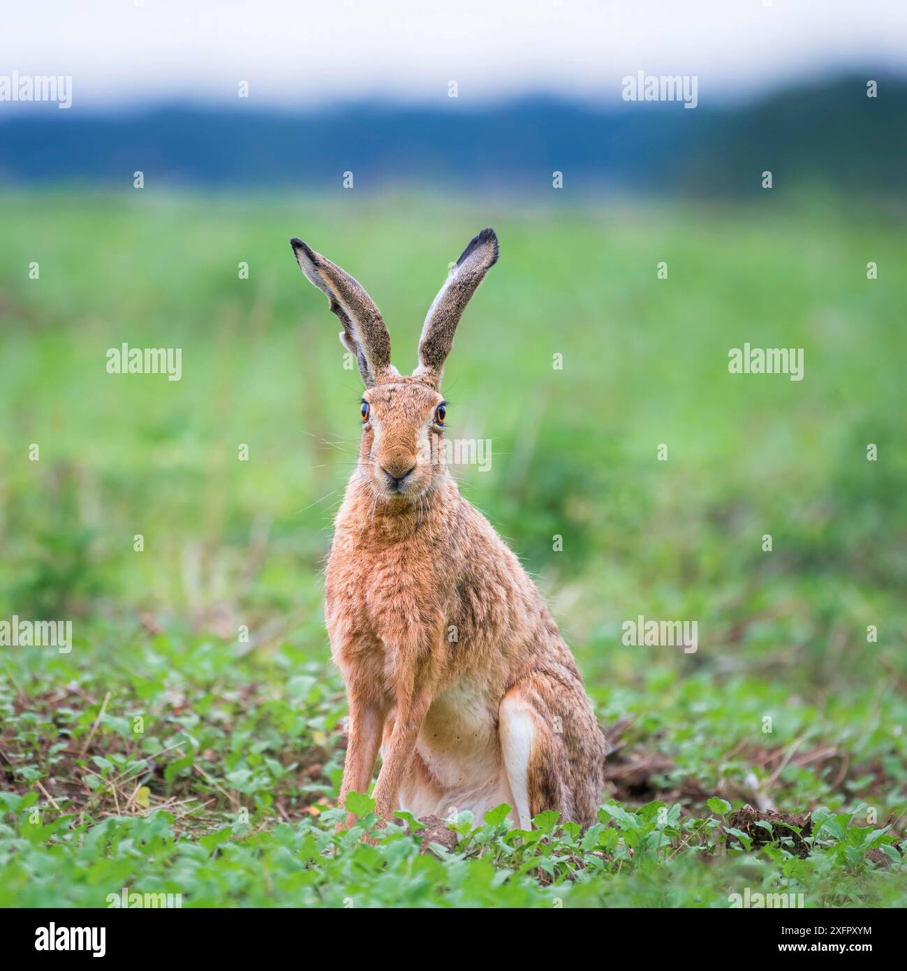 Hare sitting in hi-res stock photography and images - Alamy