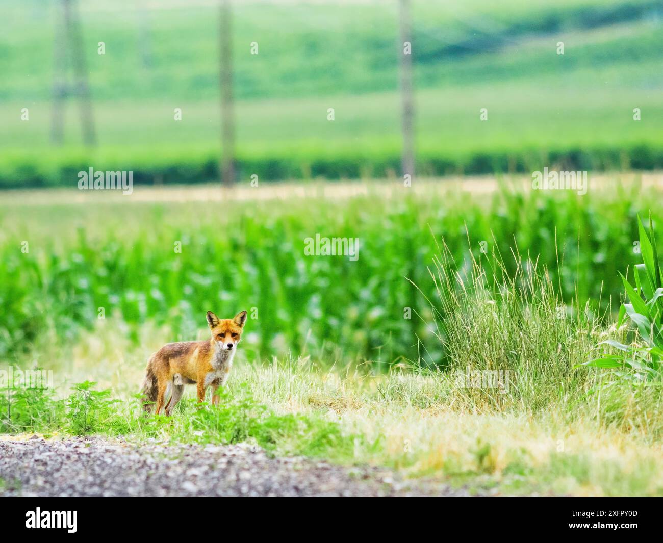Female fox on the edge of field Stock Photo - Alamy