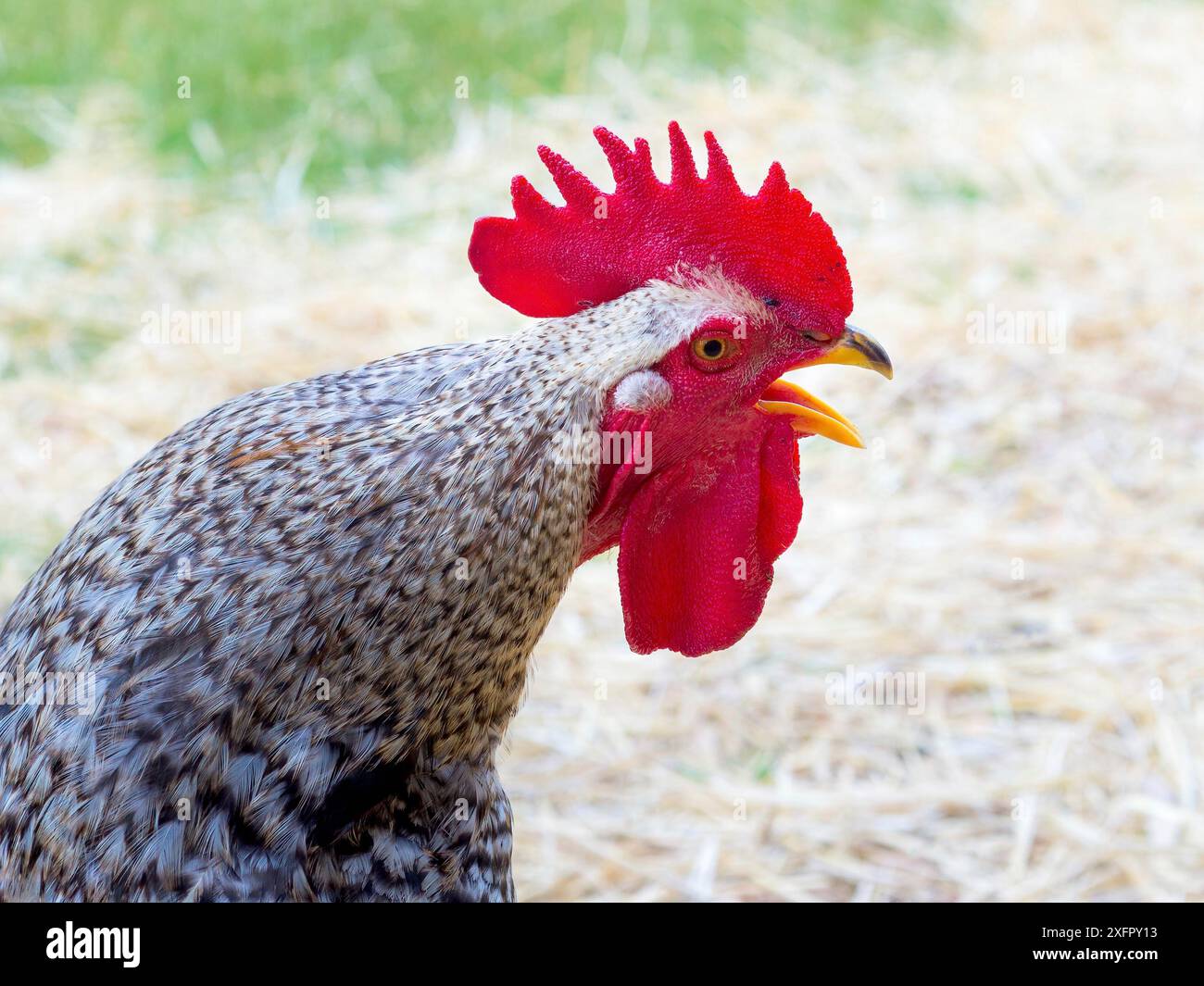 Red rooster cockerell Stock Photo - Alamy