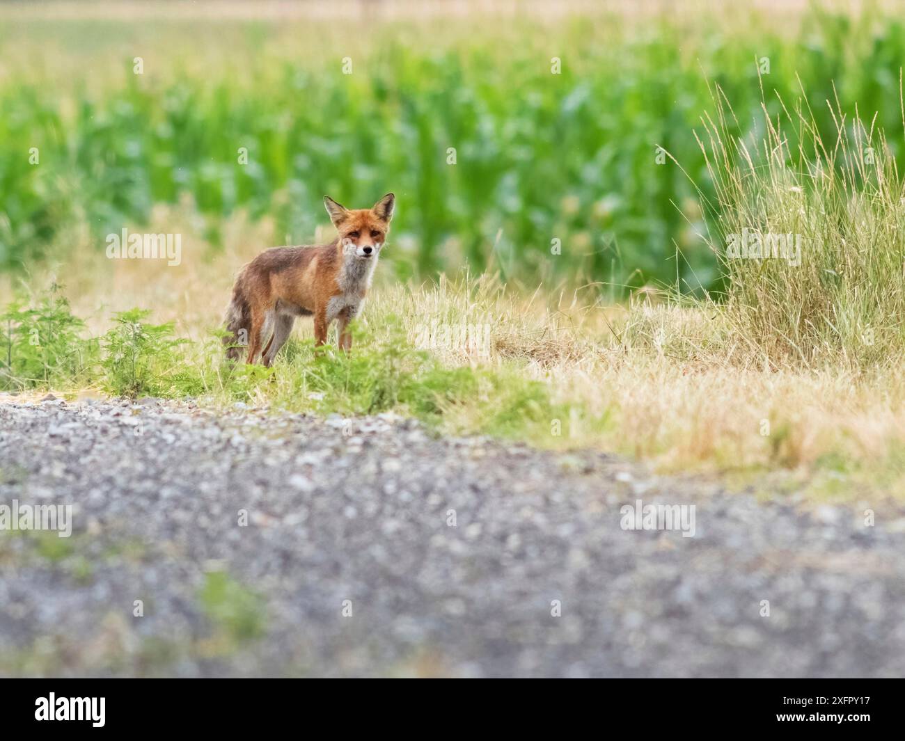 Female fox on the edge of field Stock Photo - Alamy