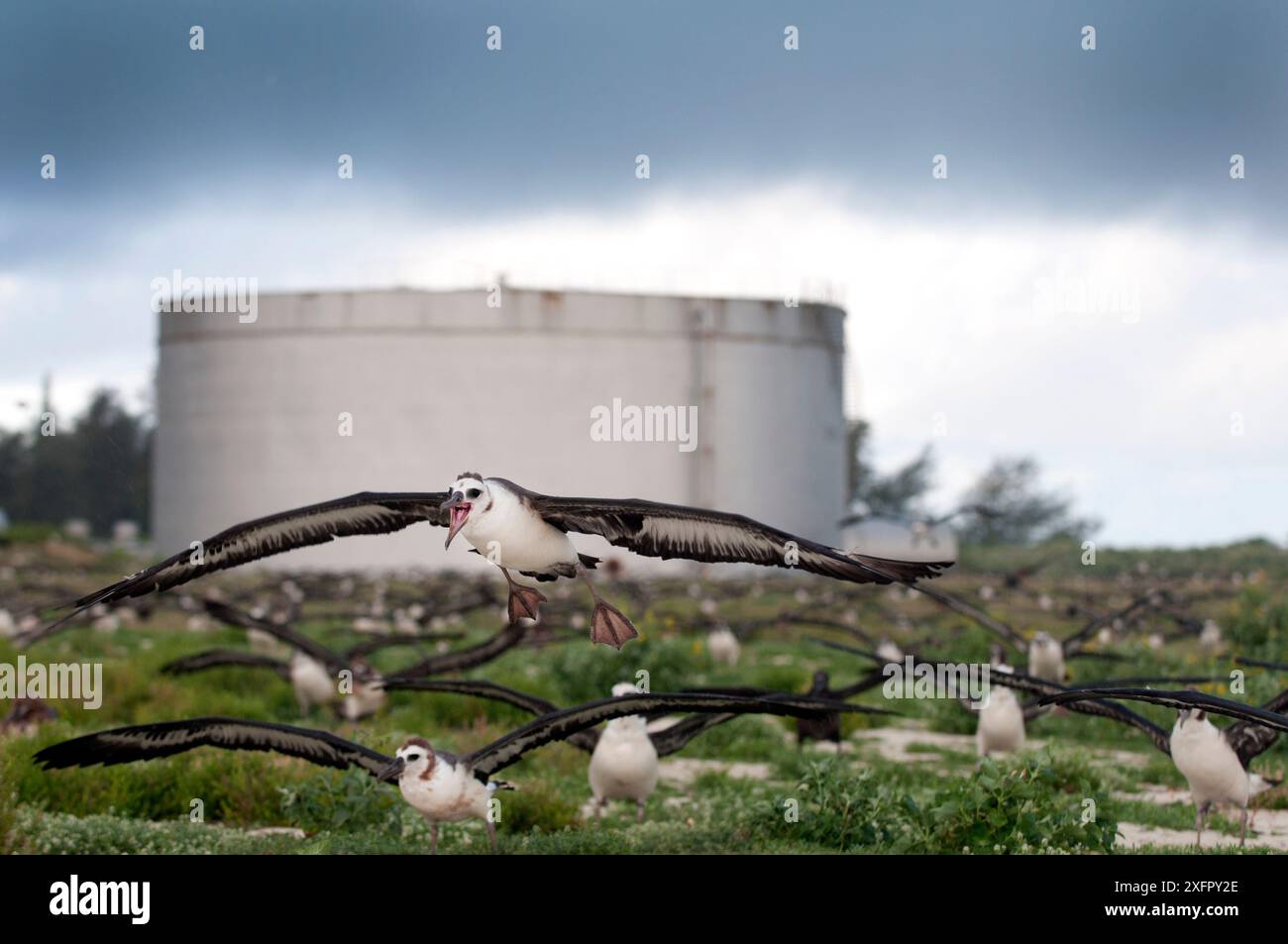 Laysan albatross (Phebastria immutabilis) fledgling testing wings in a ...