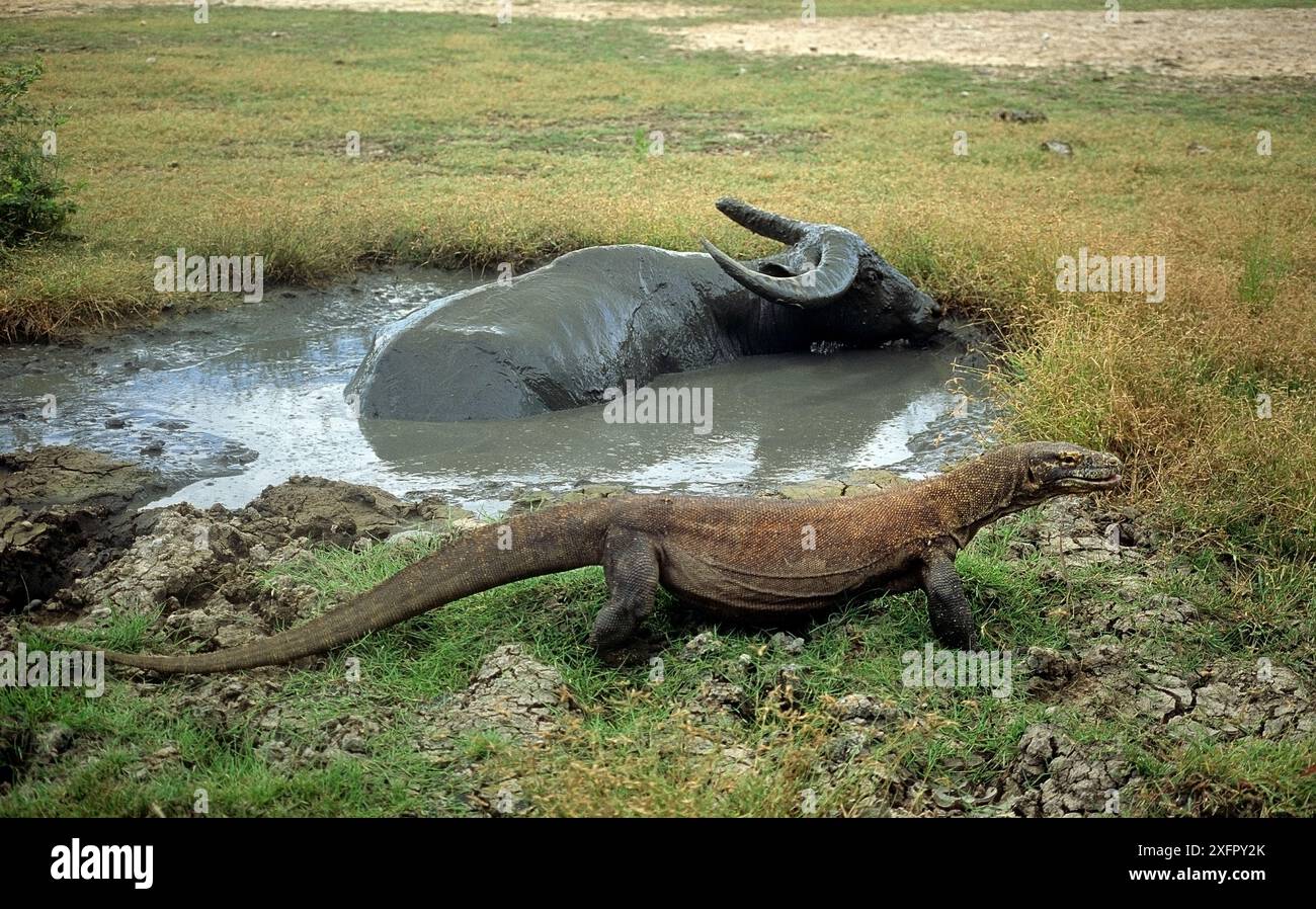 Komodo dragon (Varanus komodoensis) with Asian water buffalo (Bubalus ...