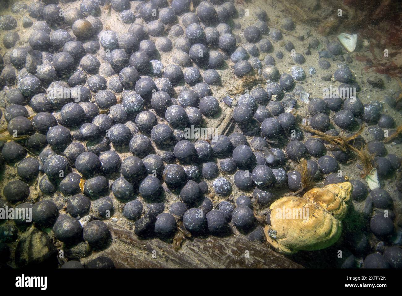 Musket balls scattered on the seabed. From the wreck of the Invincible ...