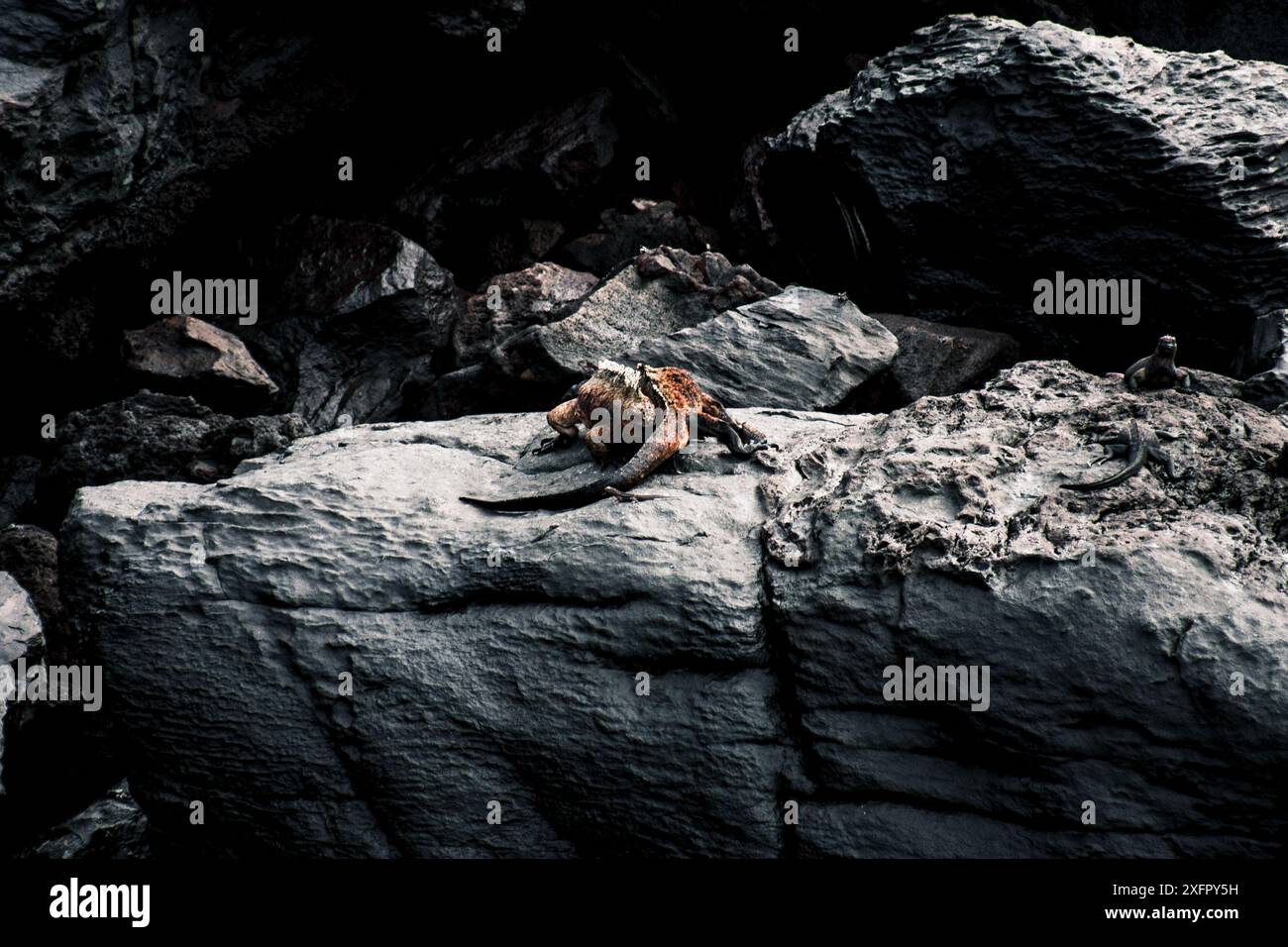Unique habitat adaptations hi-res stock photography and images - Alamy