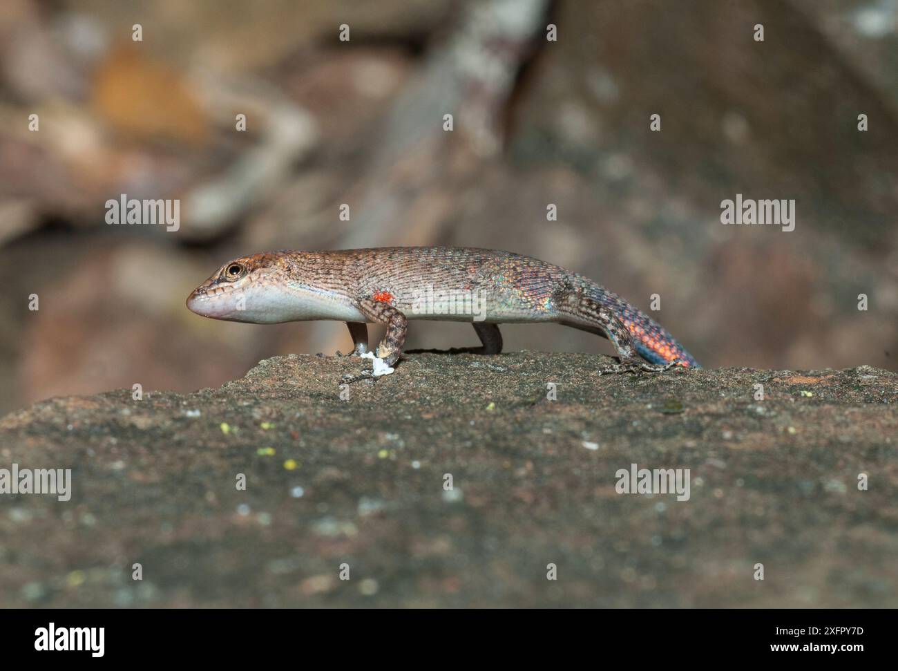 Two-spined rainbow skink (Carlia amax) Warrender Hill, Kimberely Region ...