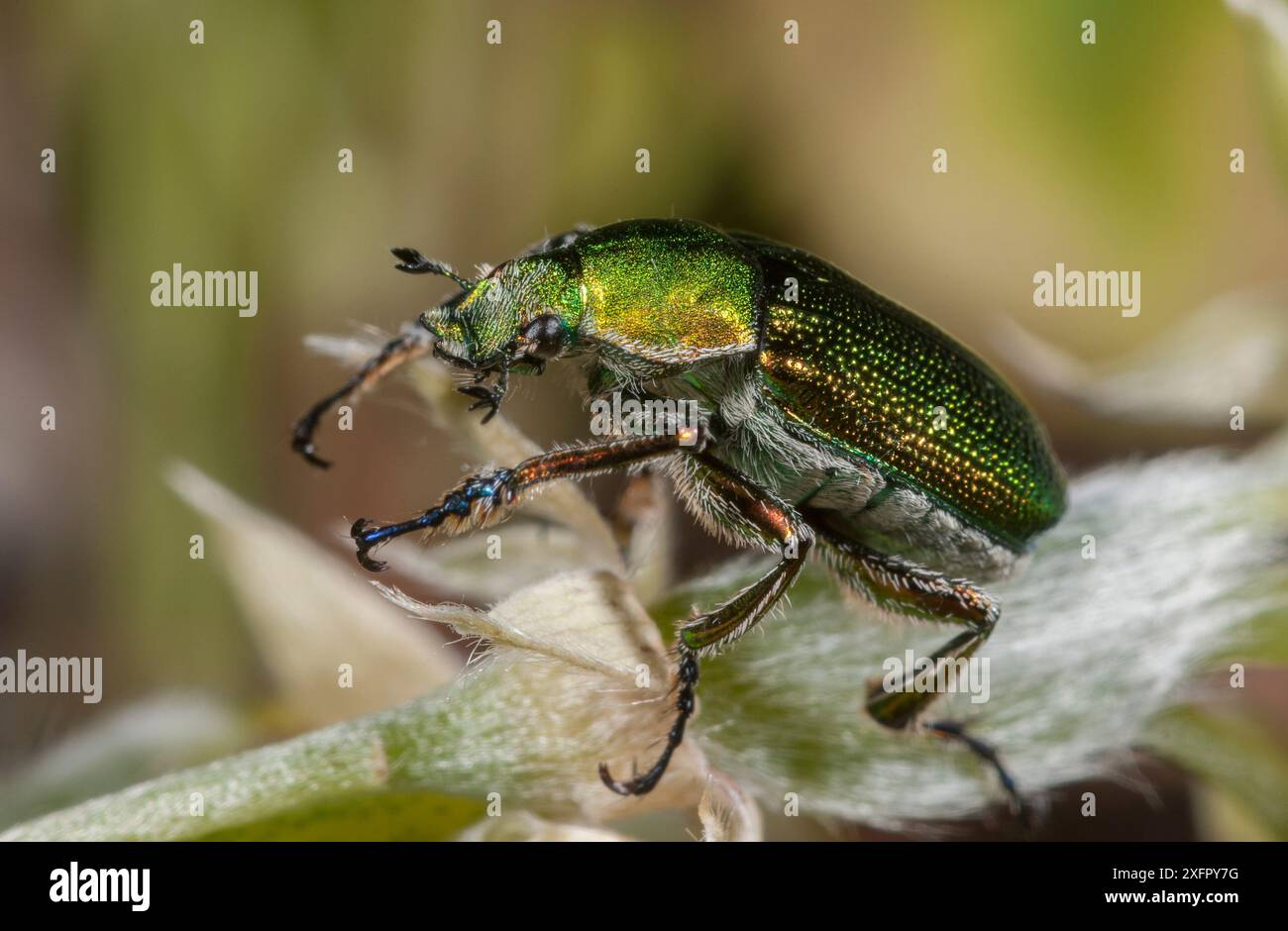 Green spring beetle (Diphucephala edwardsii) Western Australian ...