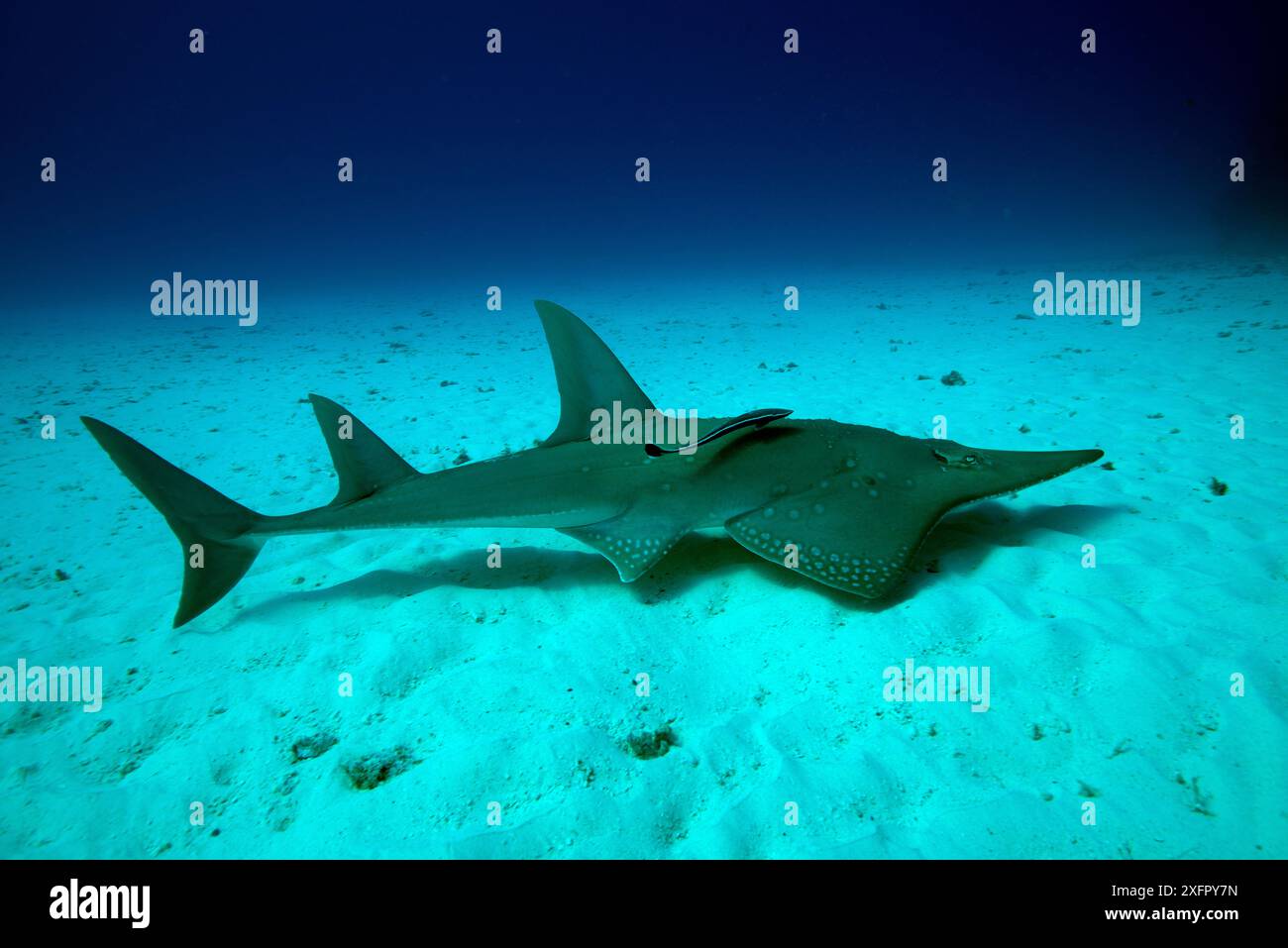 Shovelnose ray (Glaucostegus typus) Lady Elliot Island, Great Barrier ...
