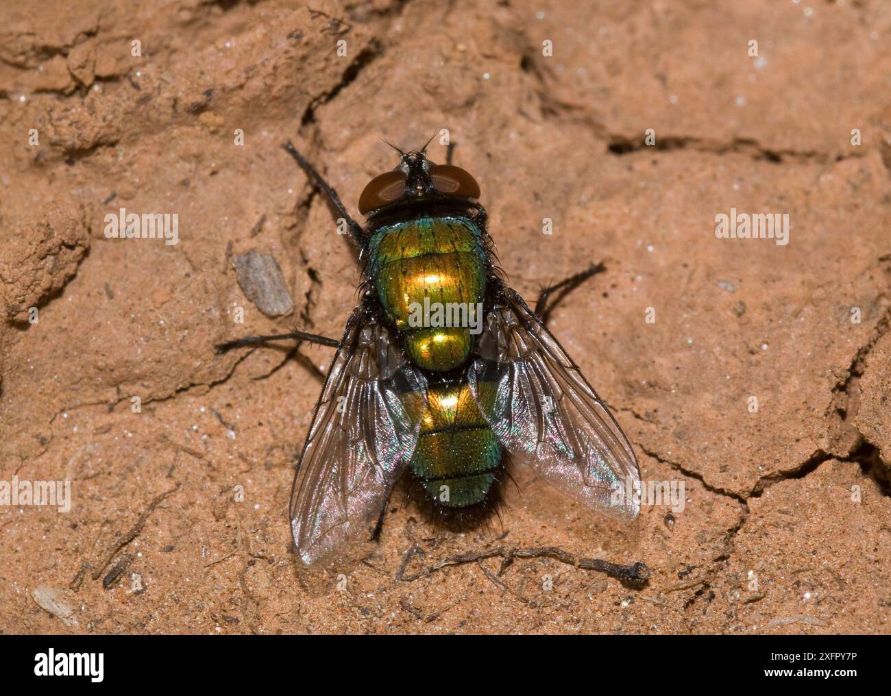 Phaenicia hi-res stock photography and images - Alamy