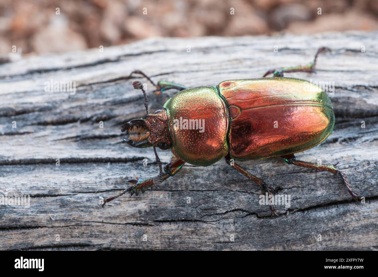 Golden stag beetle (Lamprima micardi) male, Western Australian endemic ...