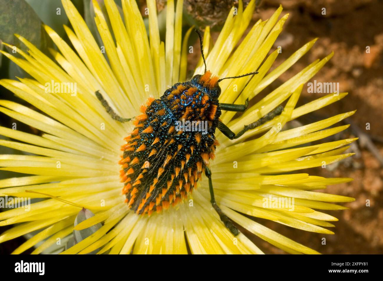 Jewel beetle (Julodis viridipes) in Ice plant (Aizoaceae) flower, South ...
