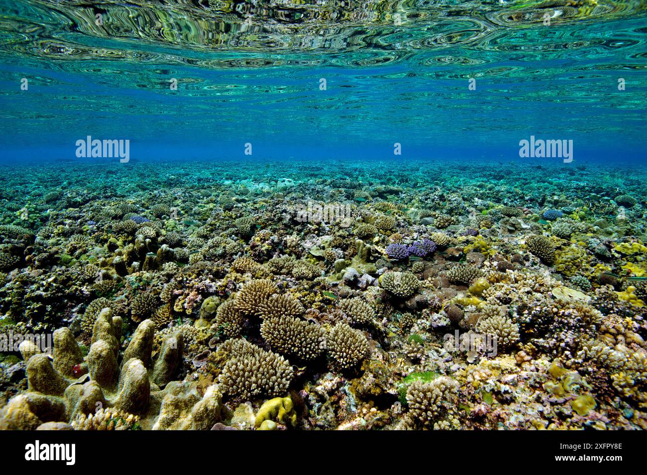 Reflection of coral reef in shallow water. Kimbe Bay, West New Britain ...