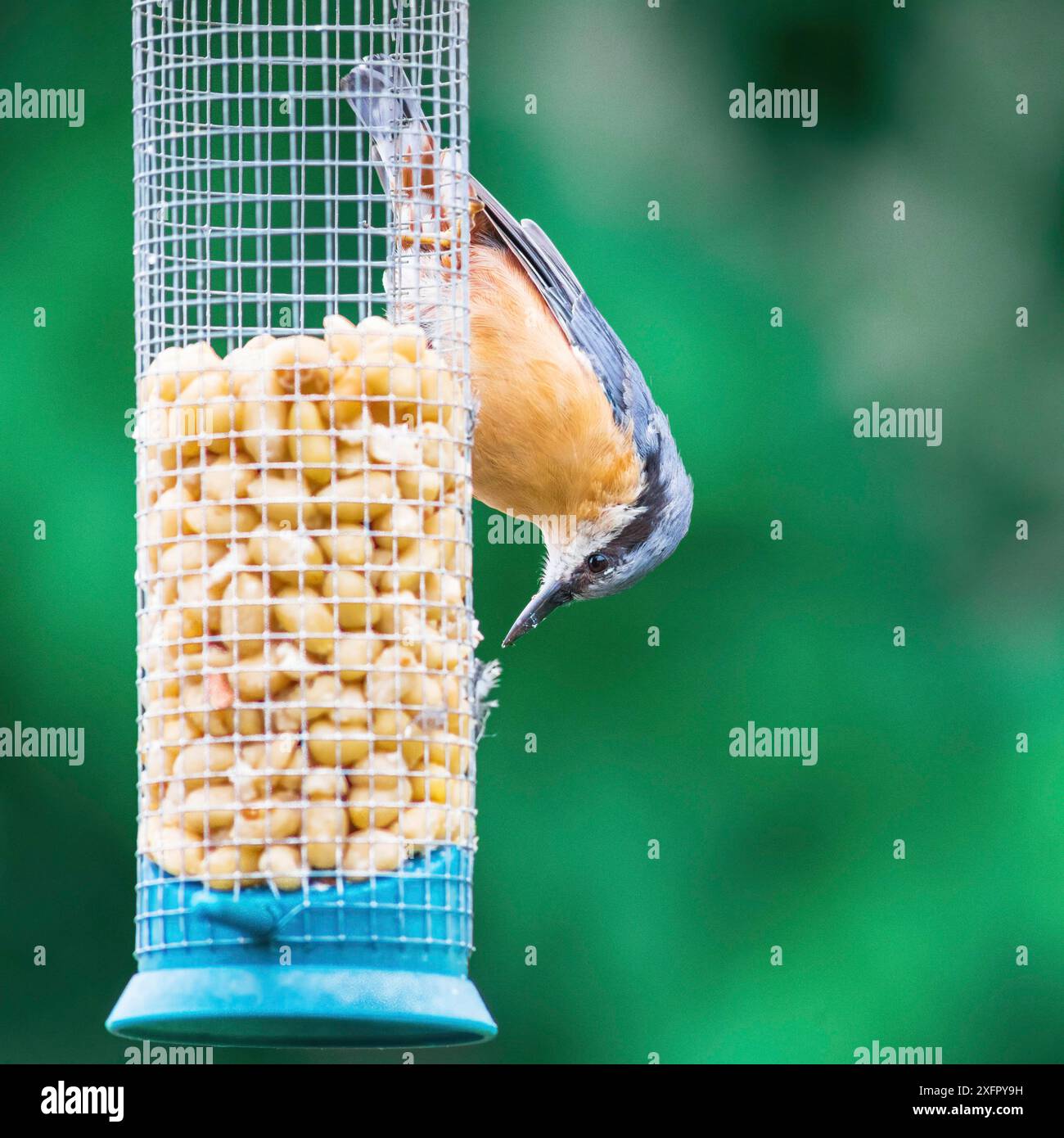 The Eurasian nuthatch perching on a bird feeder full of sunflower seeds ...