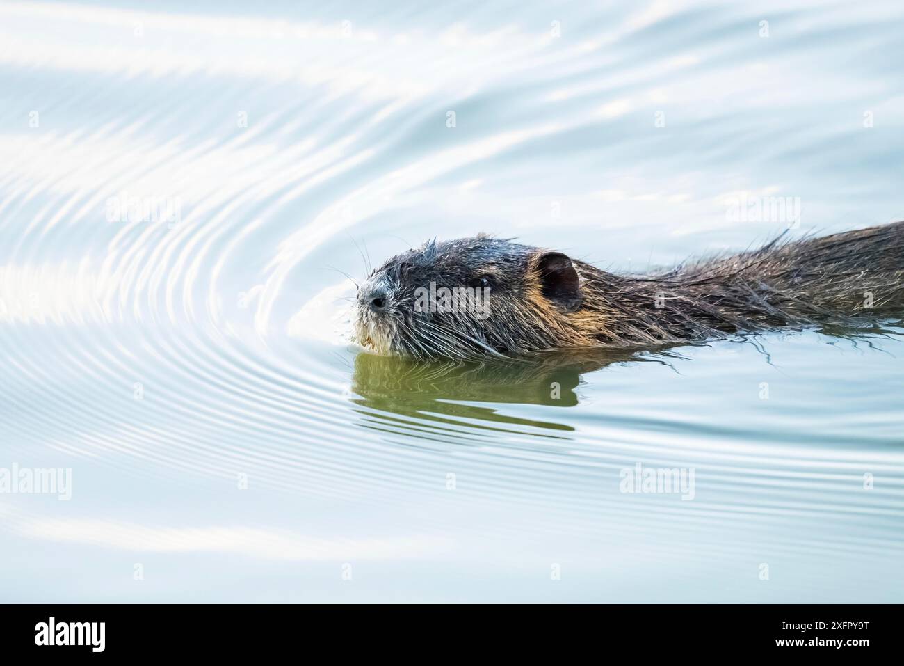 The water rat hi-res stock photography and images - Alamy