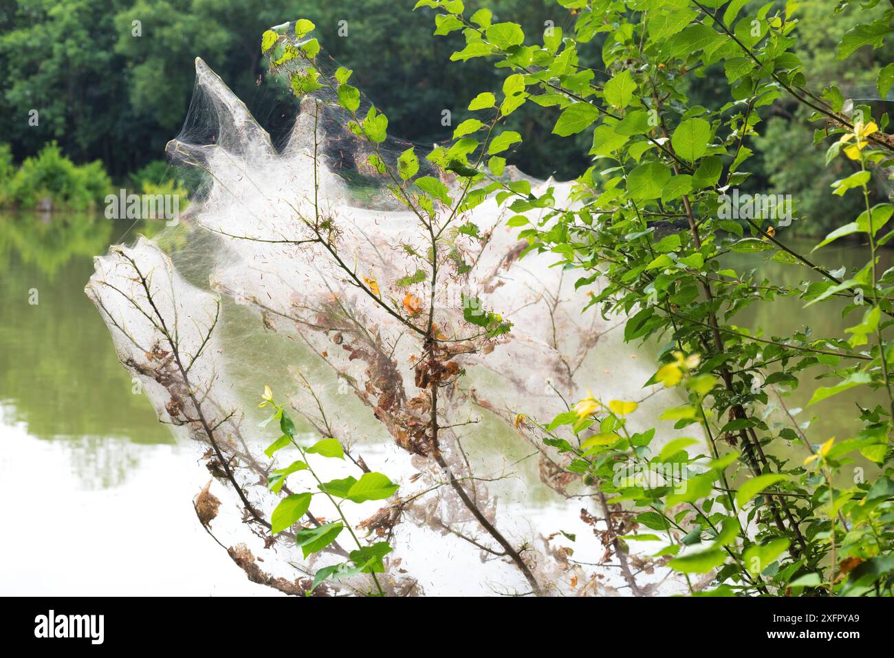 Caterpillars made cocoons on tree. Caterpillars ate all leaves in tree ...