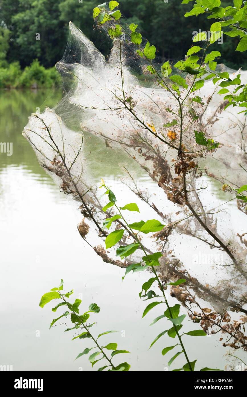 Caterpillars made cocoons on tree. Caterpillars ate all leaves in tree ...