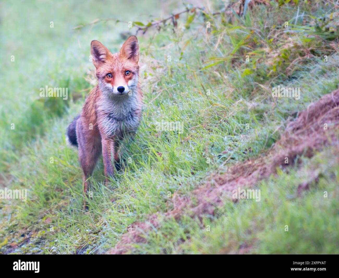 Soaked red fox, vulpes vulpes, looking on grassland in rainy summer day ...