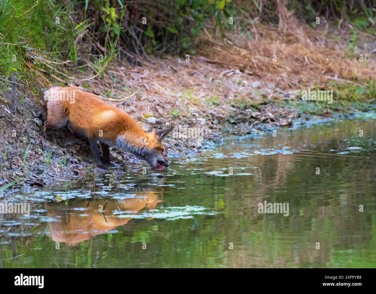Red fox drinking from water hi-res stock photography and images - Alamy