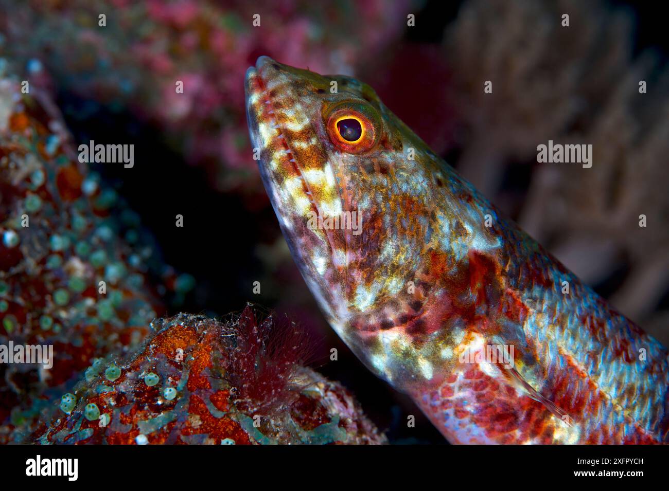 Variegated lizardfish (Synodus variegatus), Bismarck Sea, Vitu Islands ...