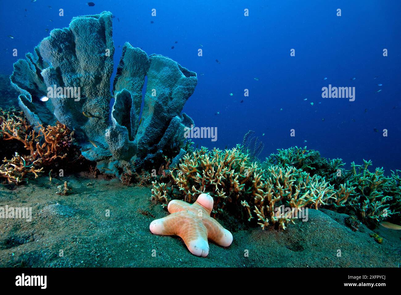 Underwater landscape with Granular Sea Star (Choriaster granulatus ...