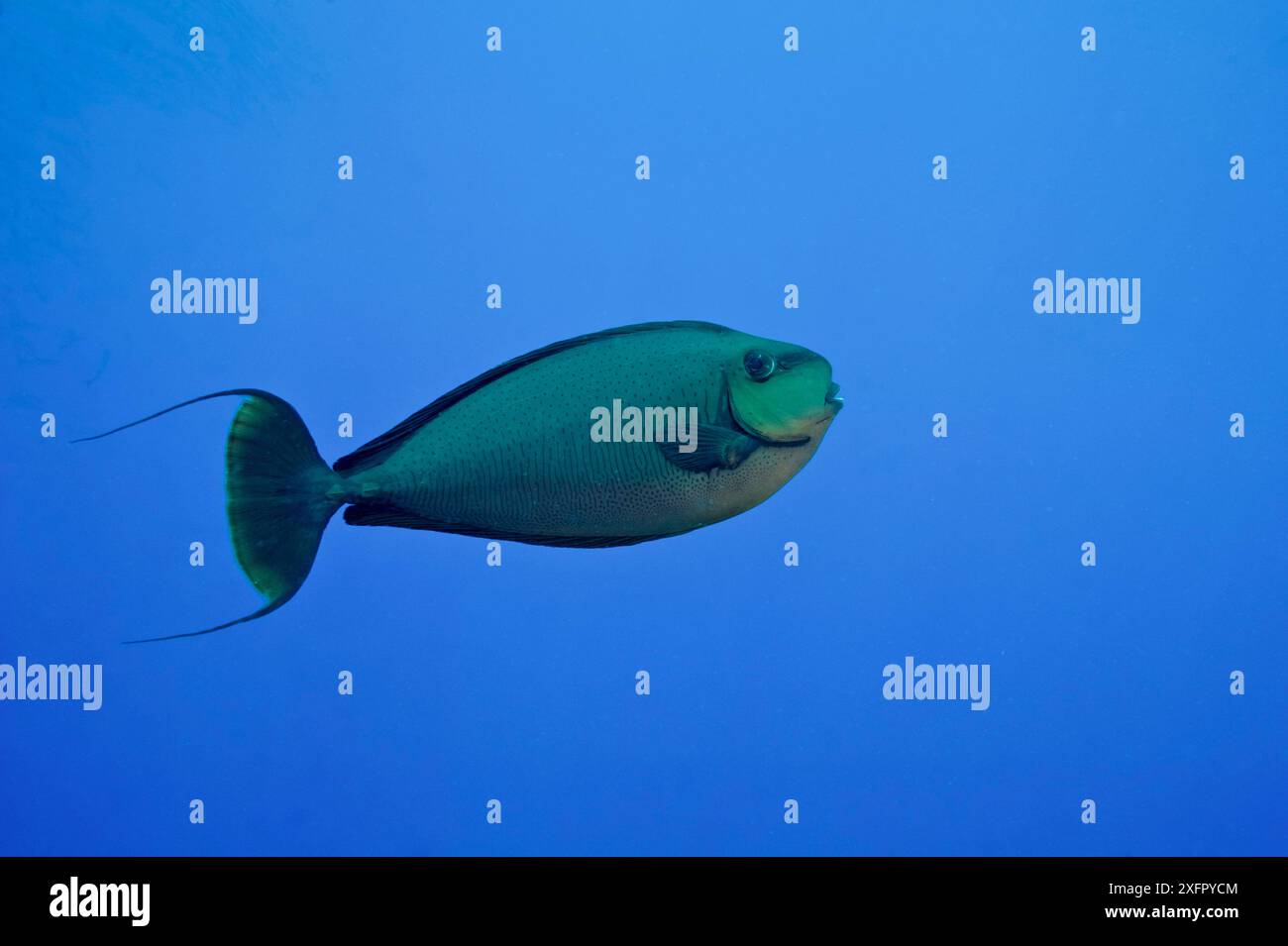 Bignose unicornfish (Naso vlamingii), Kimbe Bay, West New Britain ...