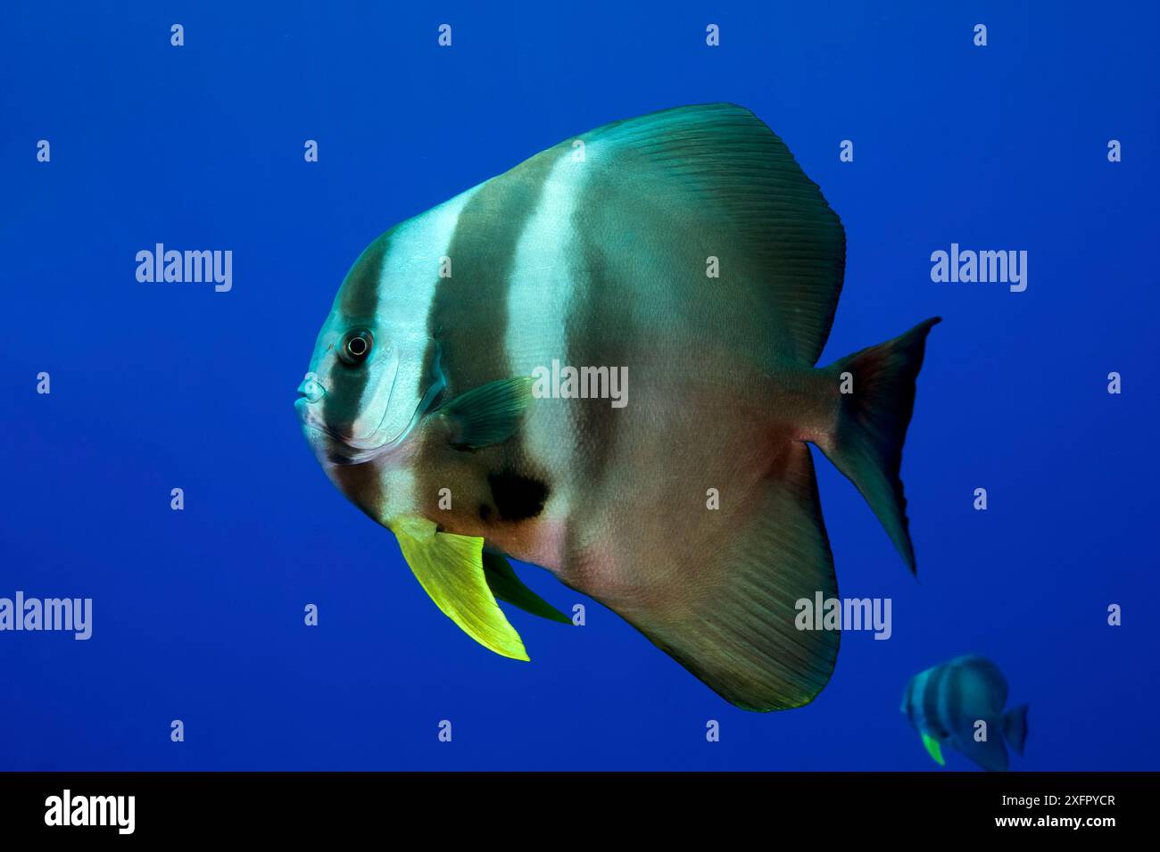 Batfisth hi-res stock photography and images - Alamy