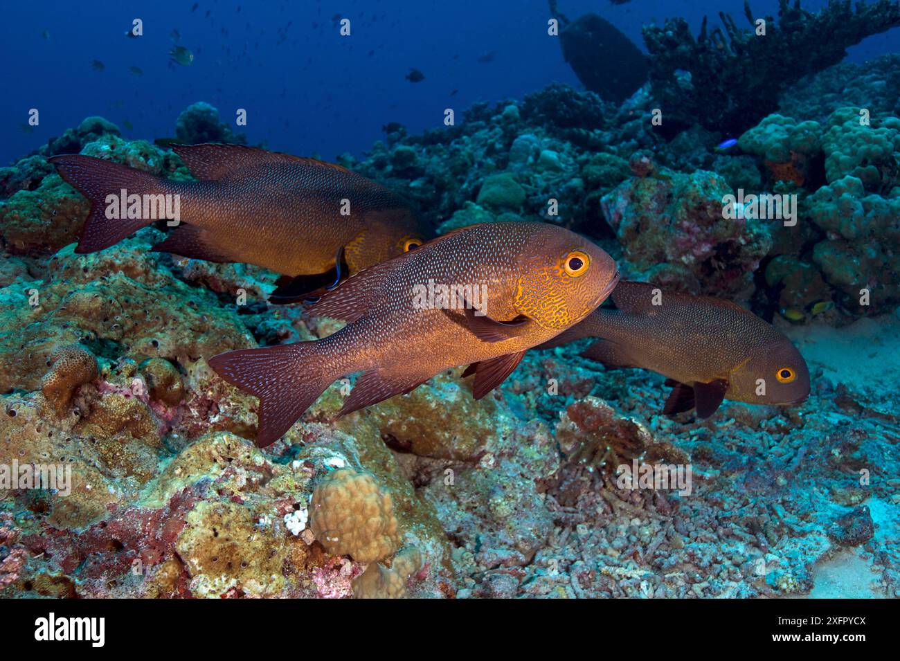 Midnight snappers (Macolor macularis), Kimbe Bay, West New Britain ...