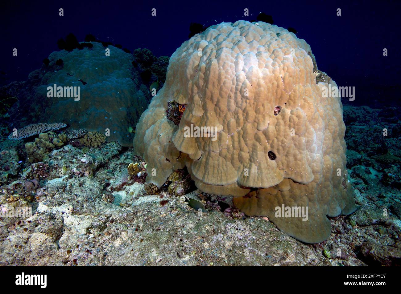 Large coral structure, Bismarck Sea, Vitu Islands, West New Britain ...