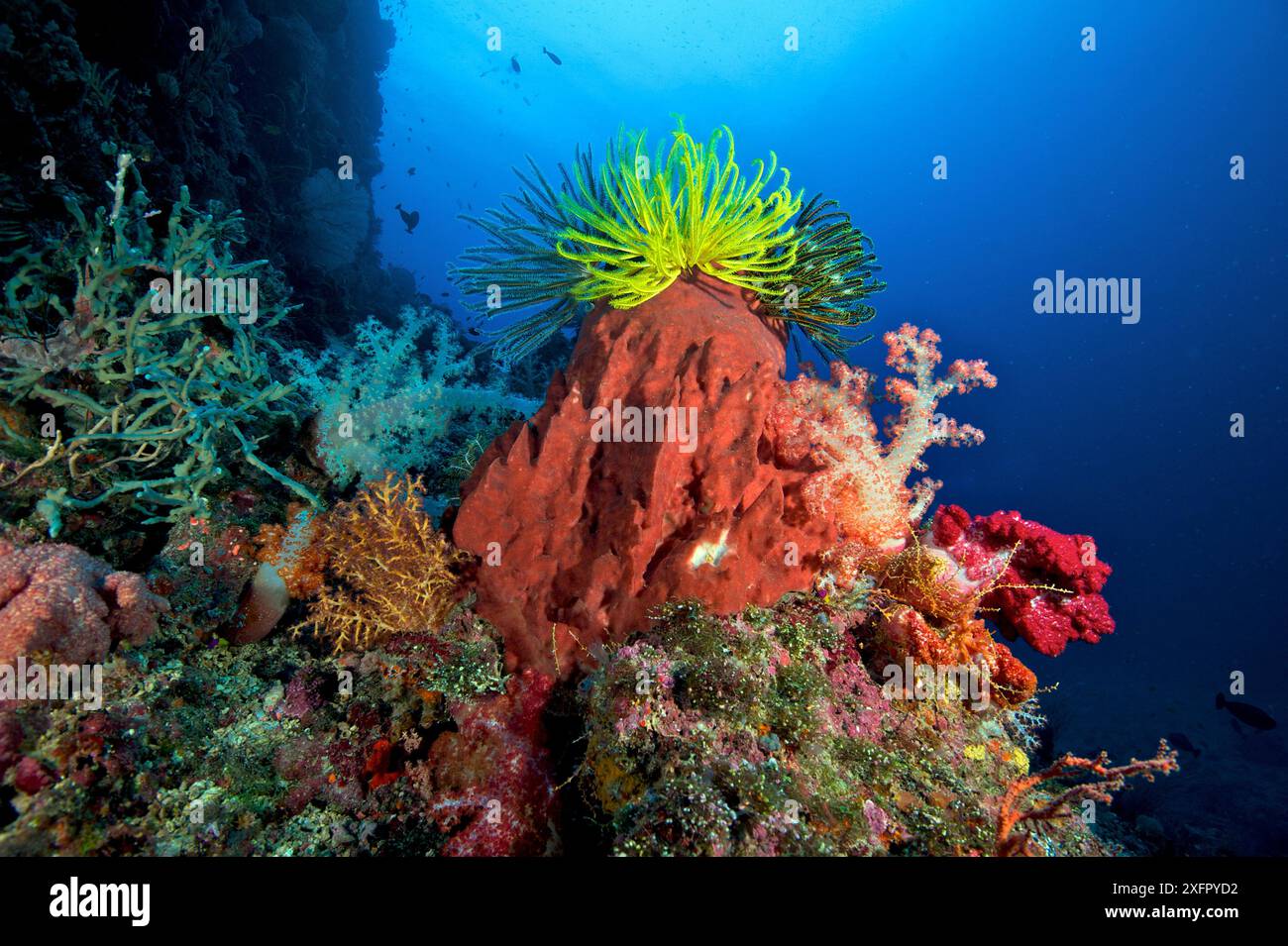 Feather stars (Crinoids) on Barrel sponge (Xestospongia testudinaria ...