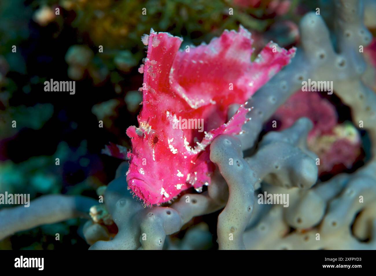 Leaf scorpionfish (Taenianotus triacanthus), Bismarck Sea, Vitu Islands ...